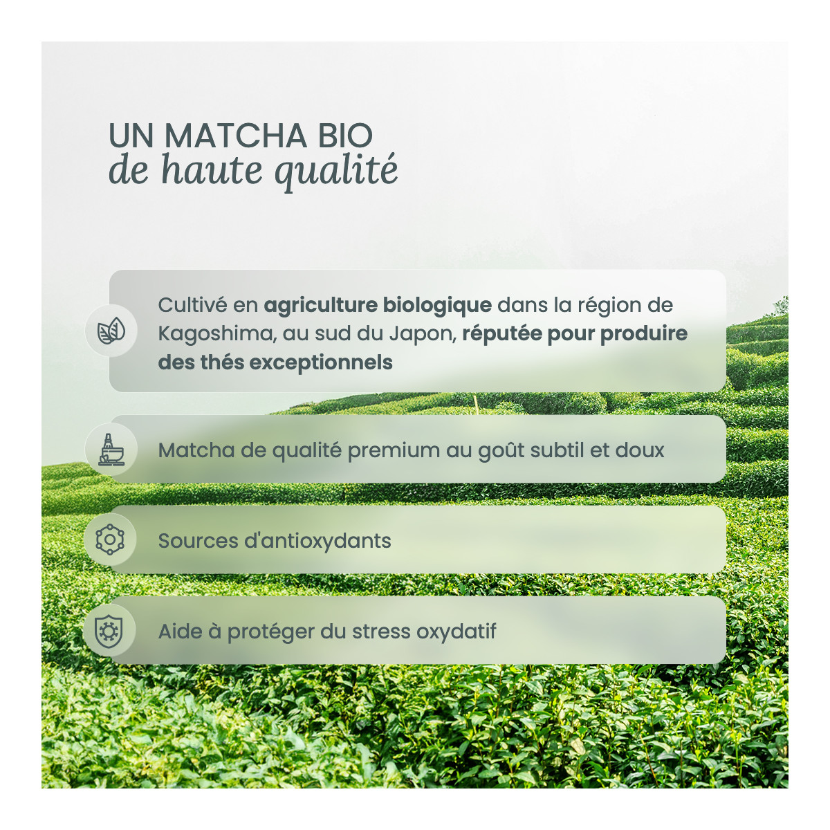 Collagène matcha premium - Fermeté & hydratation | Nutri&Co