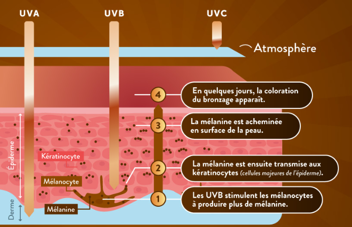 Le soleil provoque un vieillissement de la peau, comment l'éviter